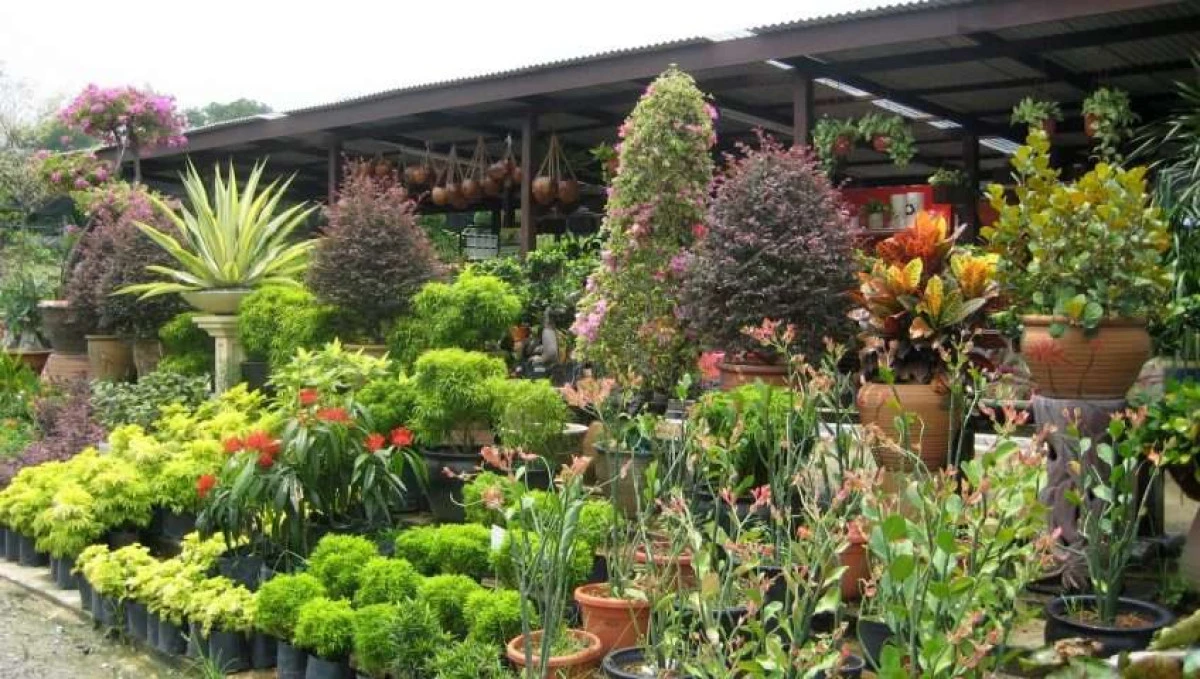 Plante ornamentale: frumusețe naturală pentru orice grădină - Live Arad